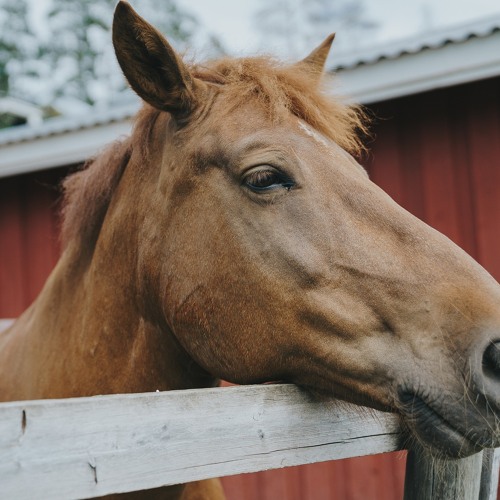Stream episode Clifford y los Sonidos de Los Animales: Vocabulary Day 2 ...