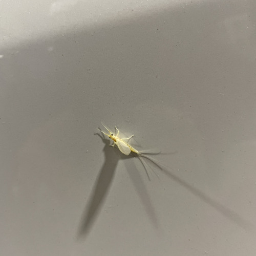 Stream Tiktok ! prod. gora by Gora Ireke | Listen online for free on ...