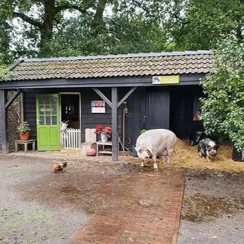 Stream episode Erve Knots by dierenarts Peter Klaver podcast | Listen ... Stream episode Erve Knots by dierenarts Peter Klaver podcast | Listen ...