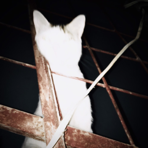 Stream Little Gangster (Bekon Phonk) by Bekon | Listen online for free ...