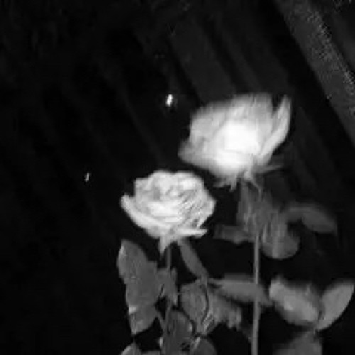 Stream birth of me (prod. trey g) by starsigns | Listen online for free ...