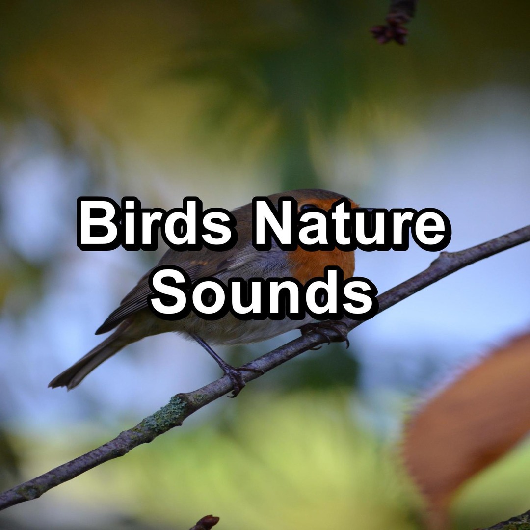 Stream Beautiful Bird Sounds For Studying To Loop for 24 Hours by Birds ...