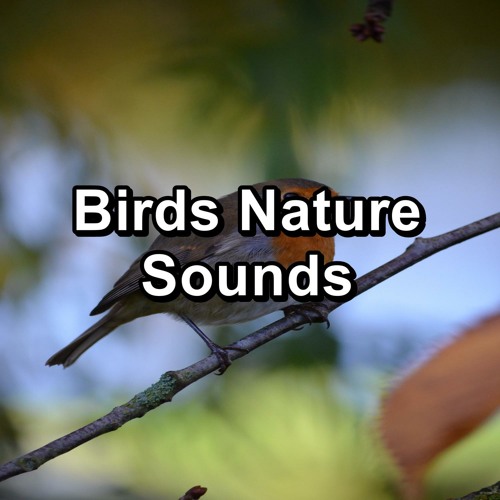 Stream Beautiful Bird Sounds For Studying To Loop for 24 Hours by Birds ...