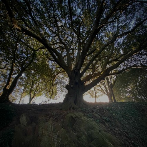 Stream Susurrations: Sounds of wind in trees by Jamie House | Listen ...