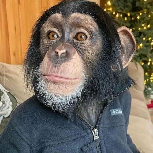 Stream Monkey Swag by Breadsnake | Listen online for free on SoundCloud