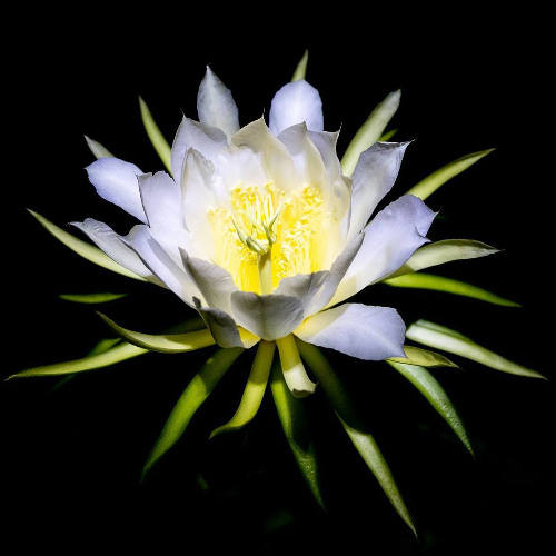 Stream Nightflower by Ben Hoadley, composer | Listen online for free on ...