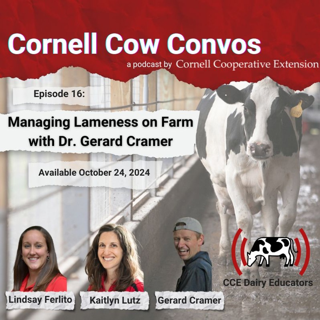 Stream episode Cornell Cow Convos E16 Managing Lameness on Farm with Dr ...
