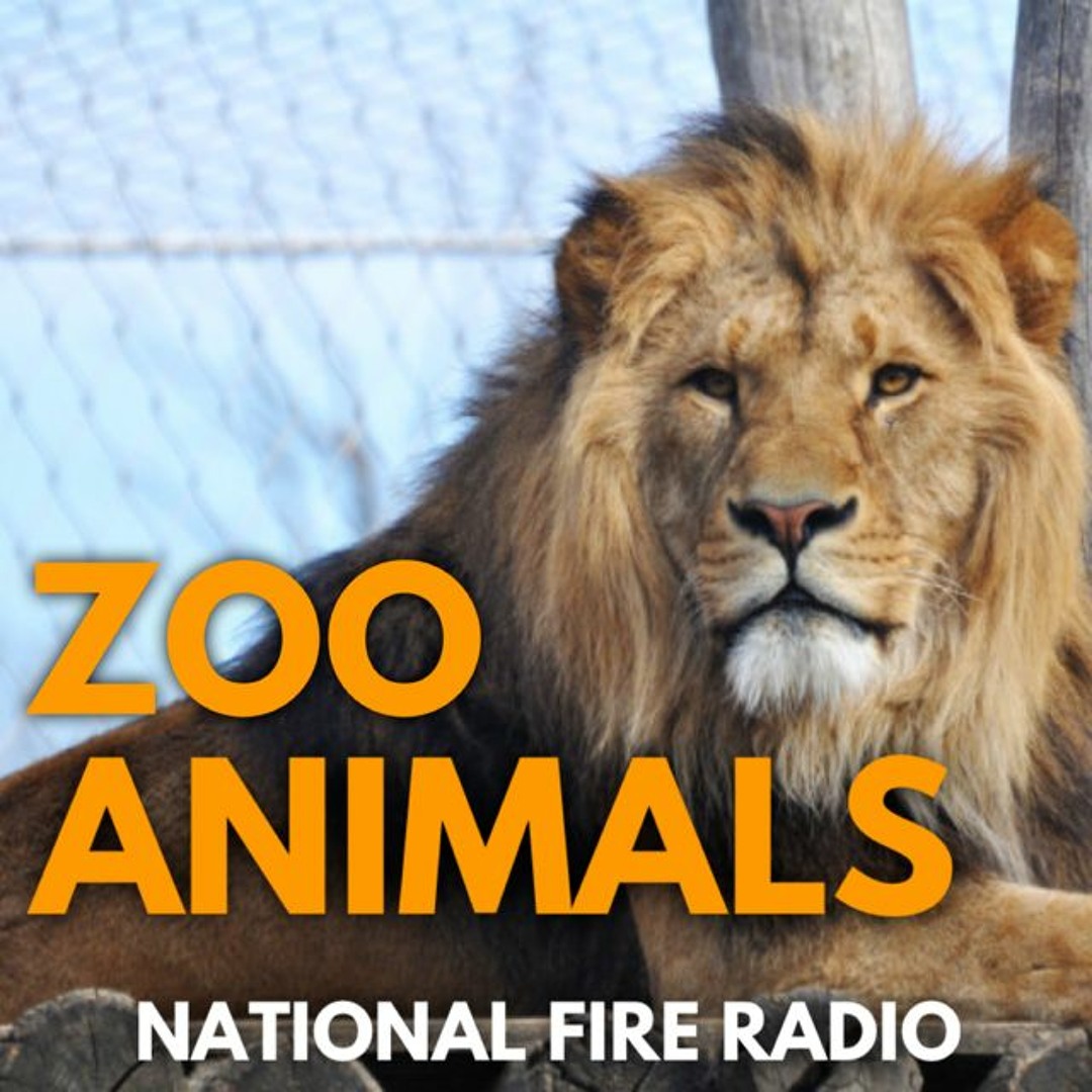 Stream 265. Zoo Animals - Jeremy Donch by National Fire Radio Podcast ...