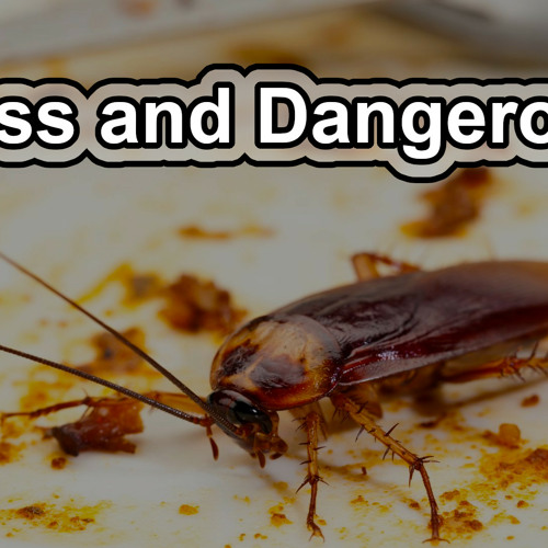 Stream episode 5 Gross Cockroach Facts by Animal Science TV ...