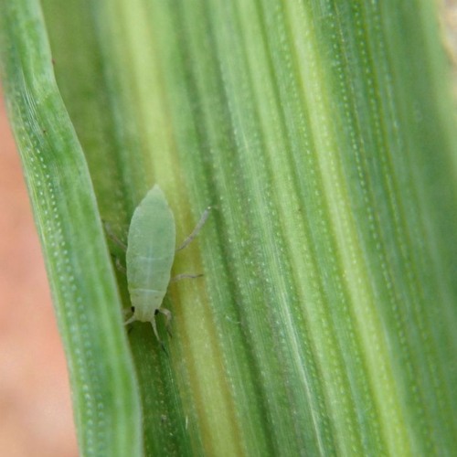Stream episode Russian wheat aphid: the basics, its spread and how to ...