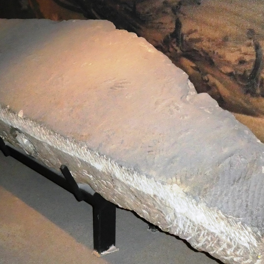 Stream Chirotherium fossil footprint track way by National Museums ...