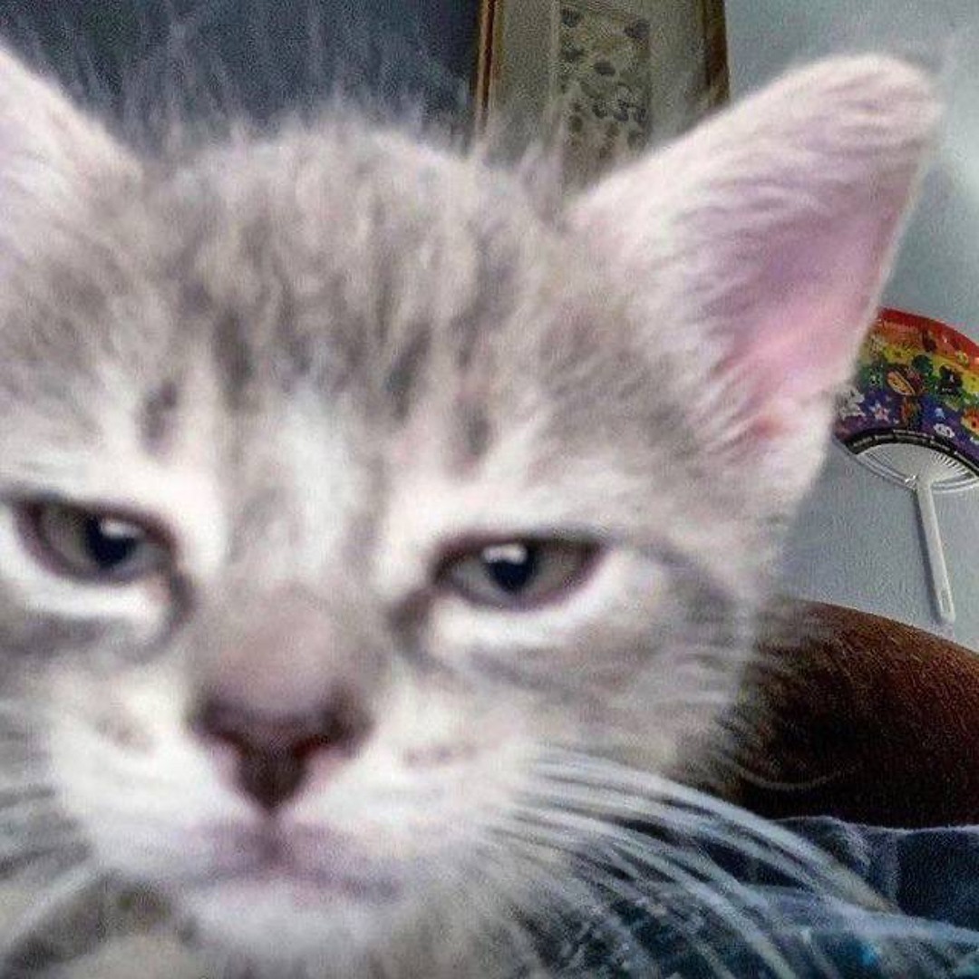 Stream max beavis | Listen to comforte zone playlist online for free on ...