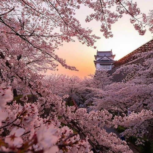 Stream SAKURA by SpowL | Listen online for free on SoundCloud