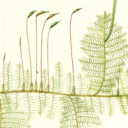 Stream num (nephminaj, ivvys) by num | Listen online for free on SoundCloud