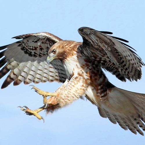 Stream episode Hawk Roosting by Ted Hughes by Anton Jarvis podcast ...