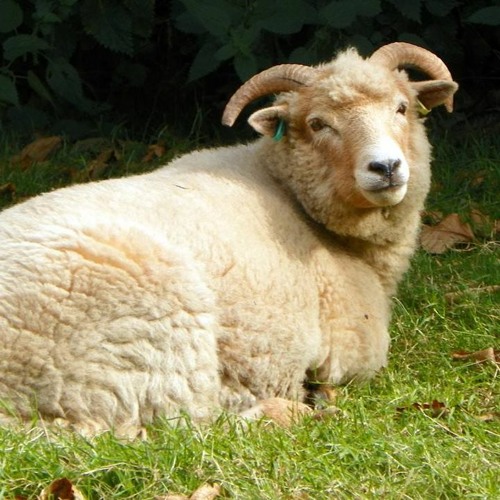 Stream طقوسية الأضحية by yousef hamdan | Listen online for free on ...