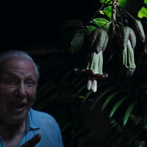 Stream 7 hour flower by Bartosz Dorobek | Listen online for free on ...