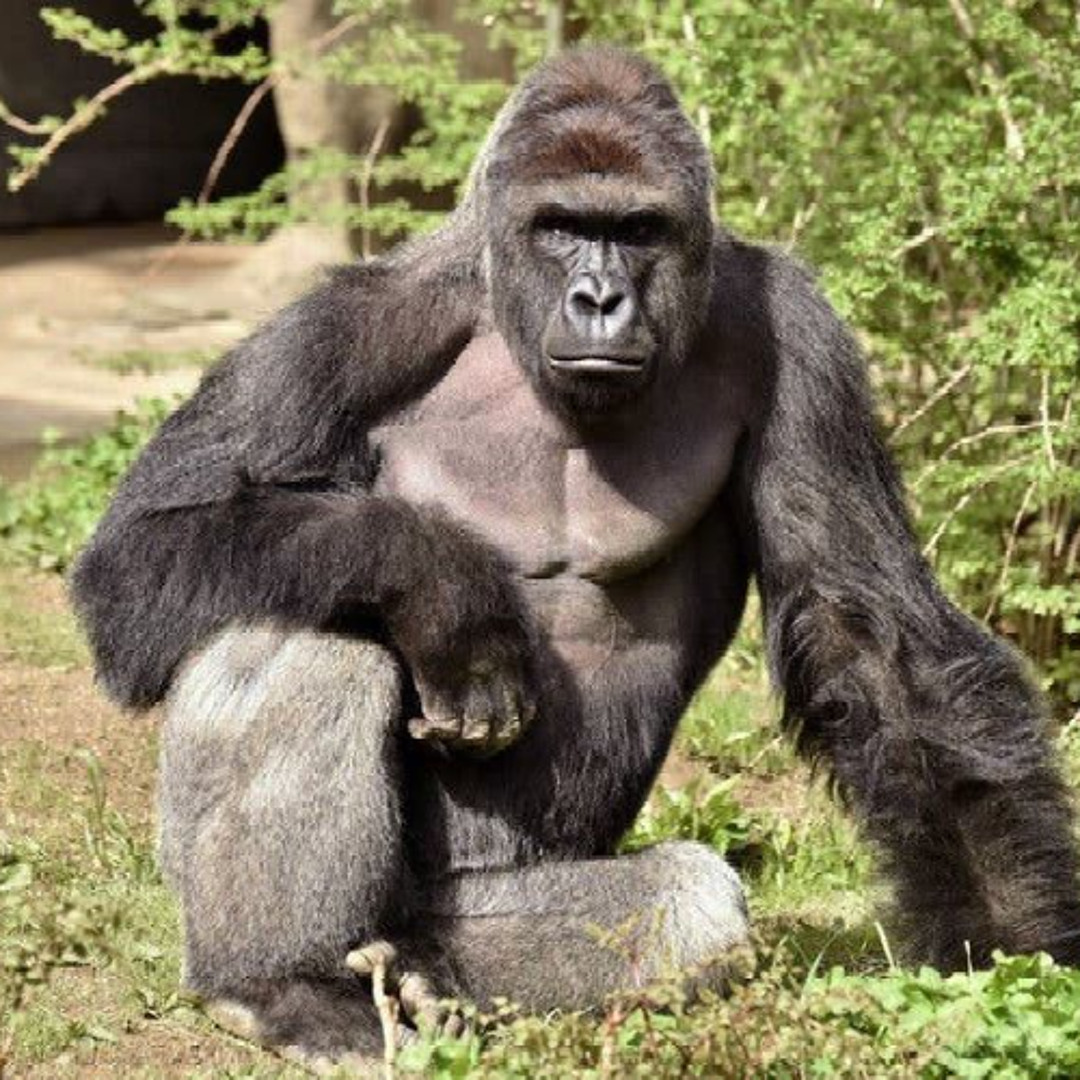 Stream RIP HARAMBE(prod. Rollie) by 55stripes | Listen online for free ...