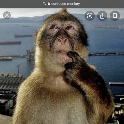 Stream Bigfoot Guy | Listen to monkey playlist playlist online for free ...