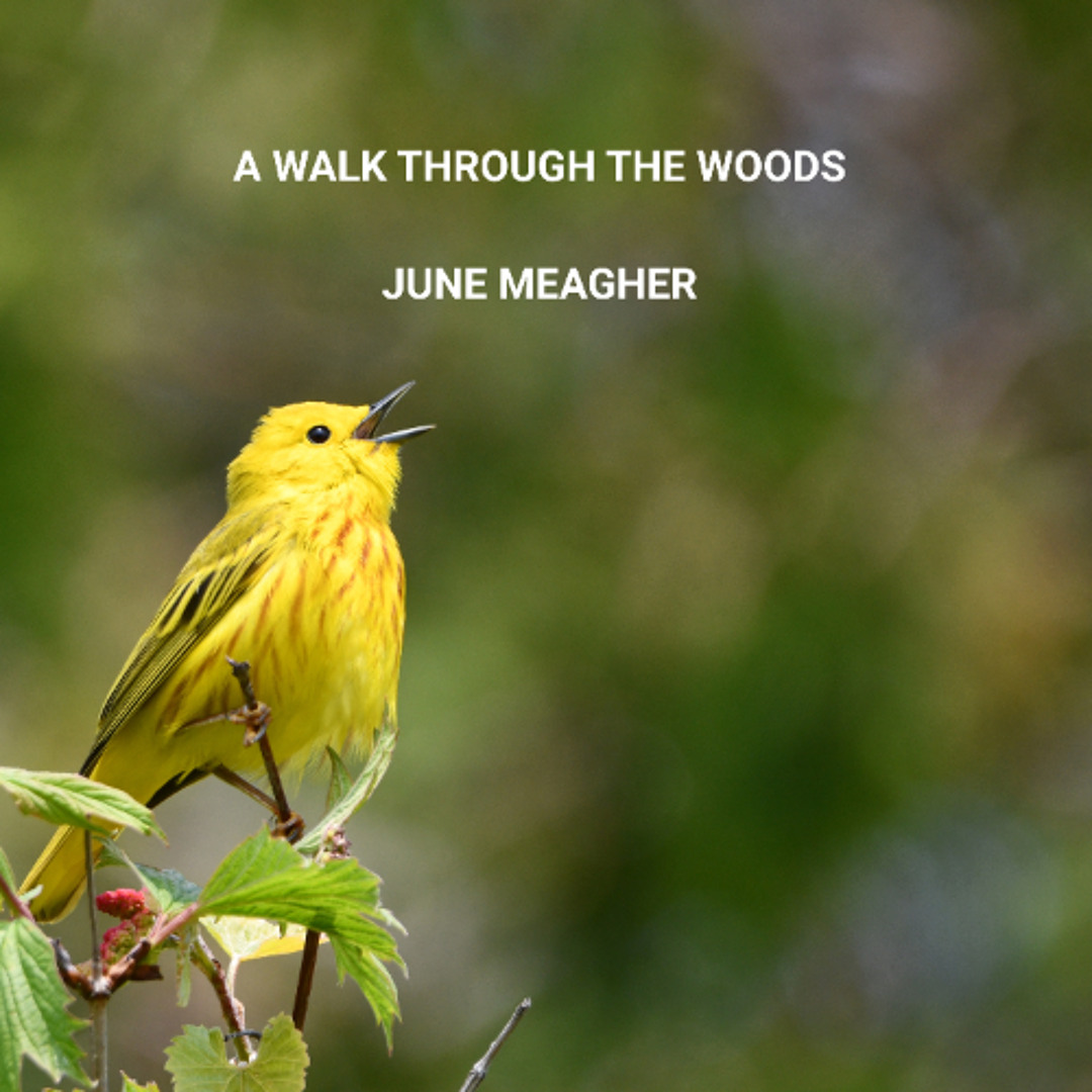 Stream A walk through the woods by June Meagher | Listen online for ...