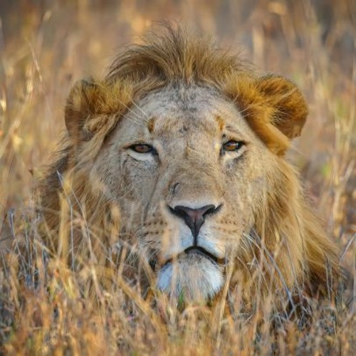 Stream Dioxin Concerns After Train Crash, CO2 Pipeline Safety Risks ...