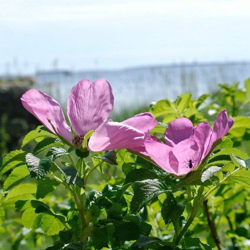 Stream Sonata- Maria Hester Park by Linn Elvkull | Listen online for ...