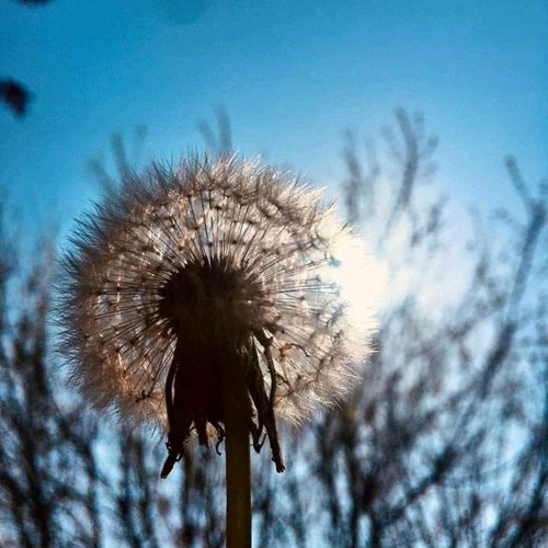 Stream Dan Lebowitz - Blue Creek Trail by Nika | Listen online for free ...