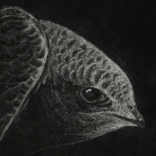 Stream Oliver Barrett - Unihemispheric Slow-Wave Sleep by Floating Limb ...