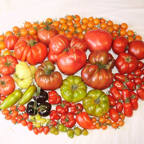Stream 'The Totally Terrific Tomato Festival highlights the importance ... Stream 'The Totally Terrific Tomato Festival highlights the importance ...