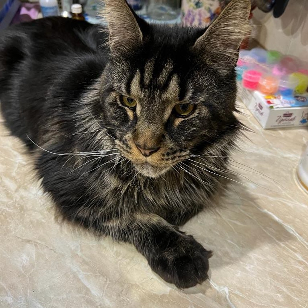 Stream Chlen Speed Up by sukinsin | Listen online for free on SoundCloud