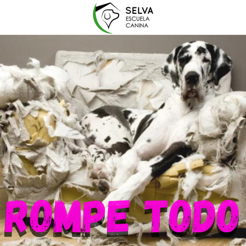 Stream Mi PERRO ROMPE todo cuando NO ESTOY - Estrés por aburrimiento - Ansiedad por Separación ...