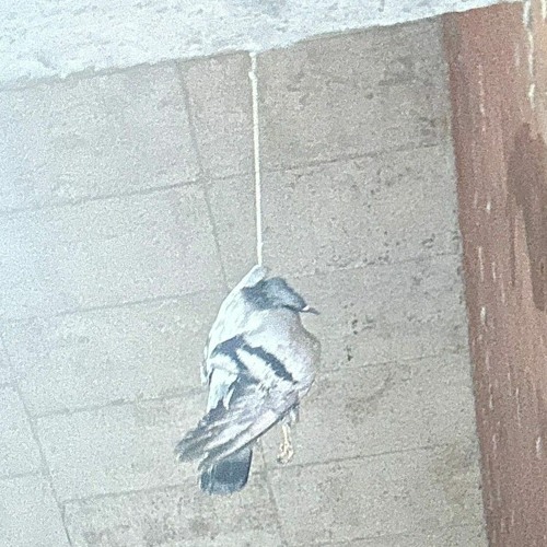 Stream Liu | Listen to TEXASLI LIU playlist online for free on SoundCloud