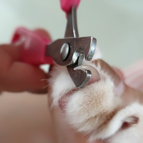 Stream episode How to Take Your Nail Trims to the Next Level with ...