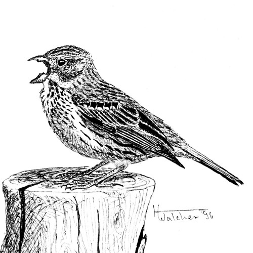 Stream Hendrik Walcher | Listen to Birds playlist online for free on ...