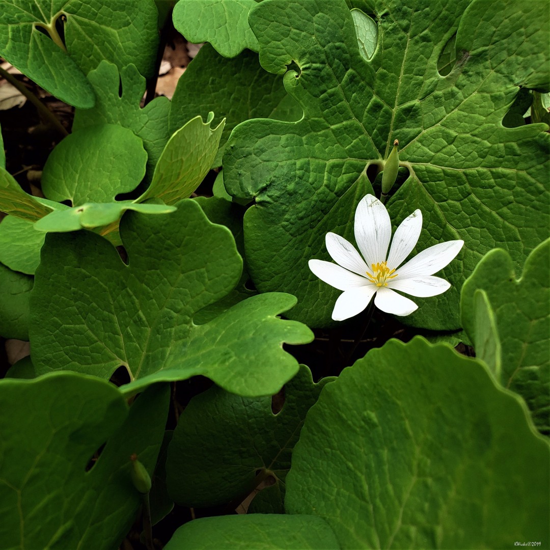 Stream Revisit: Kathy Wicks - Capturing Nature by Nature Revisited ...