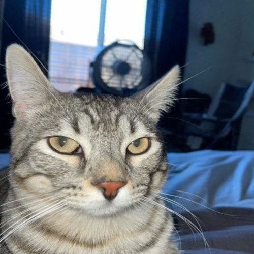 Stream tsunami² | Listen to good boy asmr megamix playlist online for ...