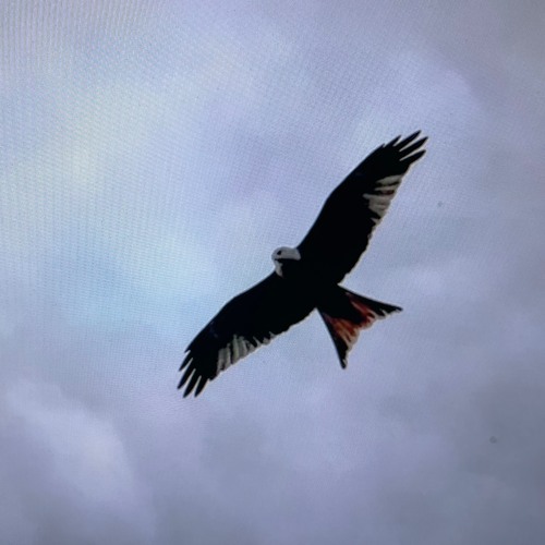 Stream Wonder Rock - 2024 Remix by Handshive | Listen online for free ...