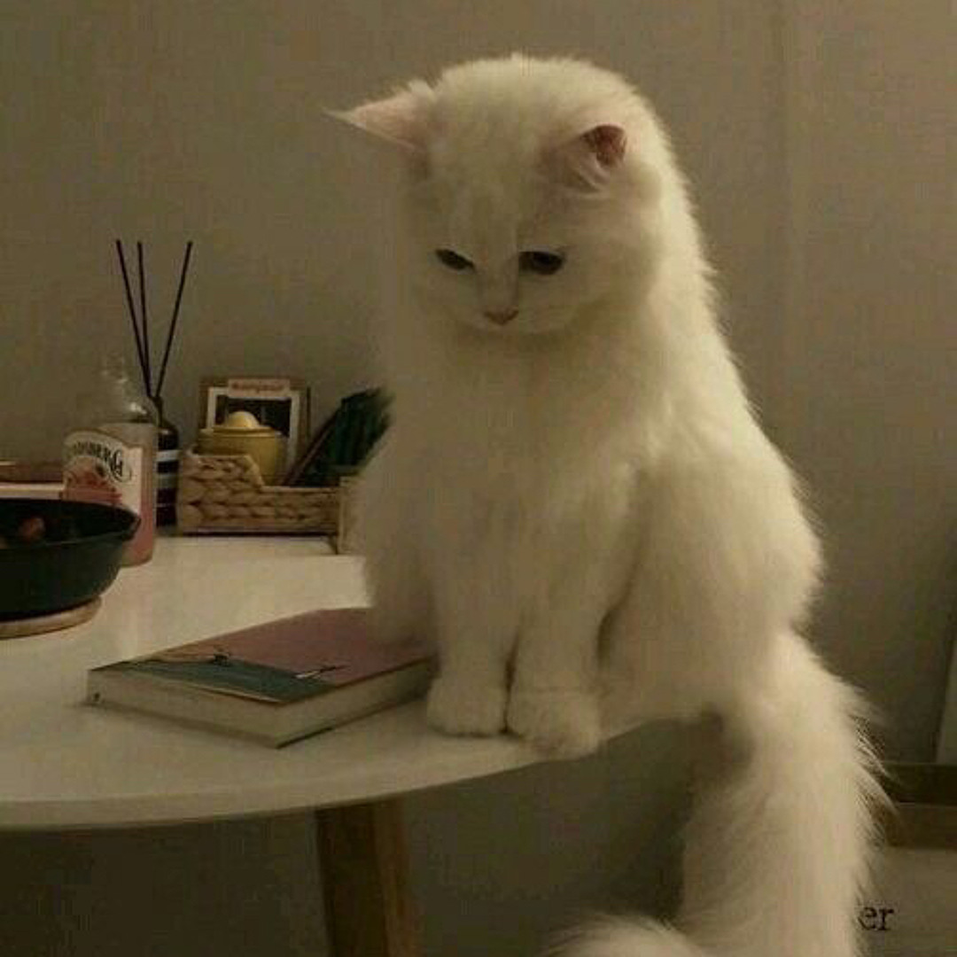 Stream The Kiffness x Lonely Cat Sometimes I’m Alone (Singing Cat ...
