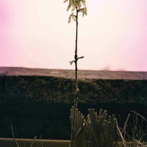 Stream Rosa Brisante w/ Donna Silverstein | Root Radio 01/07/2022 by ...