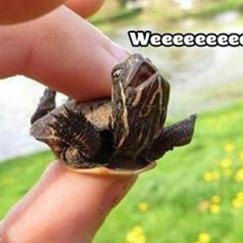 Stream Weeeee meme by gotta go fast43 | Listen online for free on ...