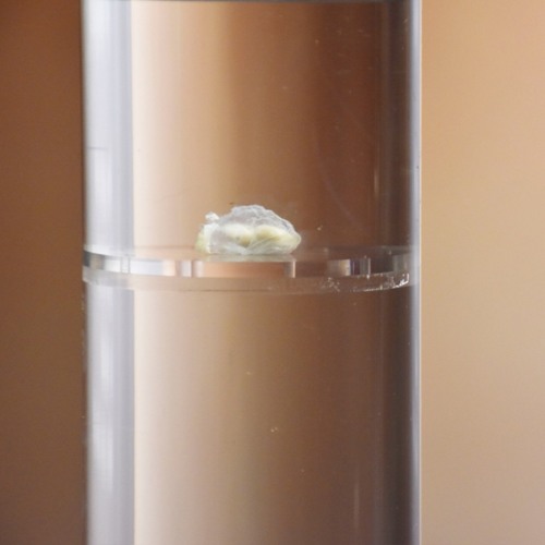 Stream episode “In het begin hebben we eerst kieuwbogen, zoals vissen ...