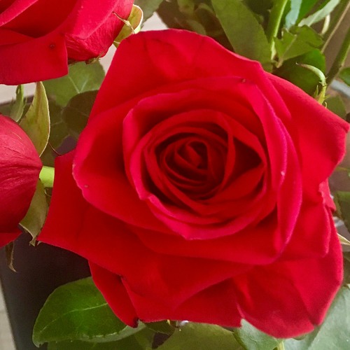 Stream Joy To The World by Dorothy Young Riess, Organist-Composer ...