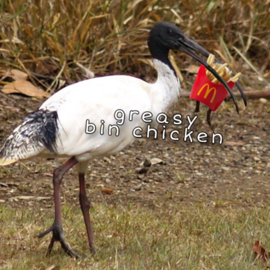 Stream greasy bin chicken by Asher Isnt Black | Listen online for free ...