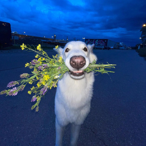 Stream Moshi Moshi Remix by THANG | Listen online for free on SoundCloud