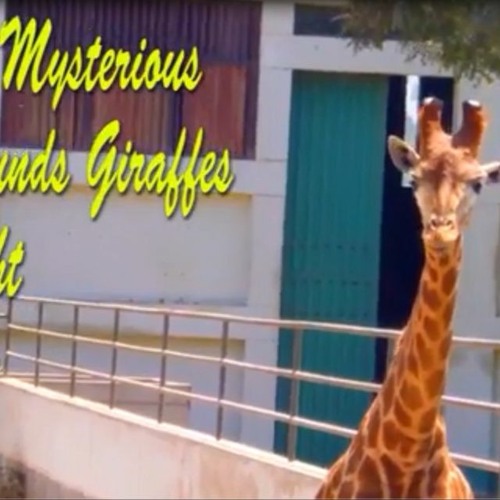 Stream episode Listen To The Mysterious Humming Sounds Giraffes Make At ...