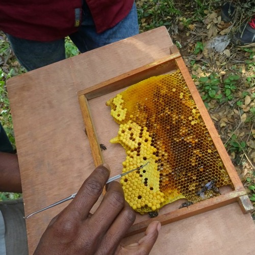 Stream episode Importance of the Nilgiris (Ariviyal Arivoom EP 2) by ... Stream episode Importance of the Nilgiris (Ariviyal Arivoom EP 2) by ...