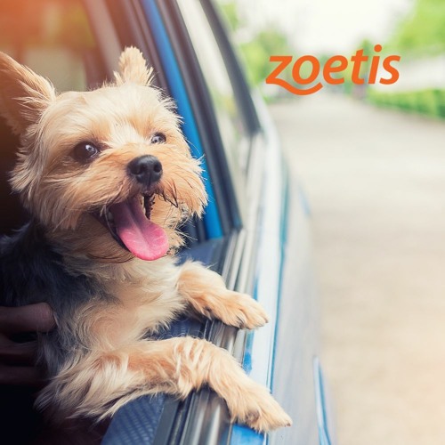 Stream episode Getting Your Veterinary Infectious Disease Fix with Dr ...