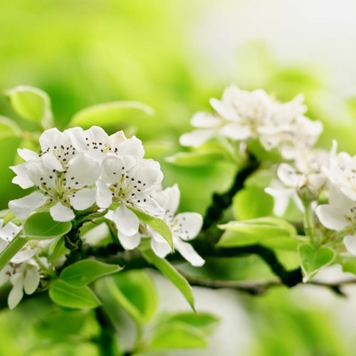 Stream SPRING SONG for clarinet and piano by Lauren Bernofsky | Listen ...