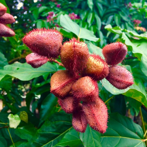 Stream Achiote: fruto del Chocó, fruto de las comunidades: historia de ...