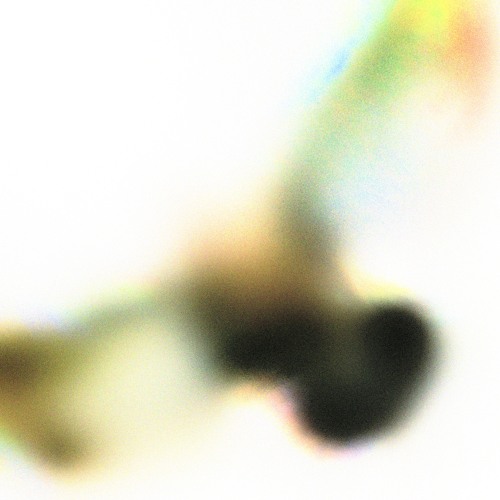 Stream L'oiseau by Saft | Listen online for free on SoundCloud